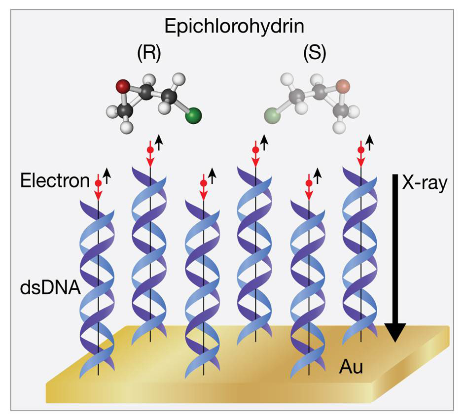 The Mystery of Chirality: How Molecular Handedness Impacts Life - Superpi