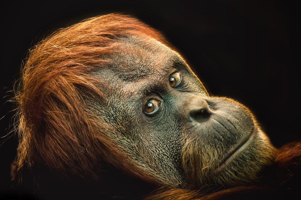 10 Most Intelligent Animals in the World: Wonders of Animal